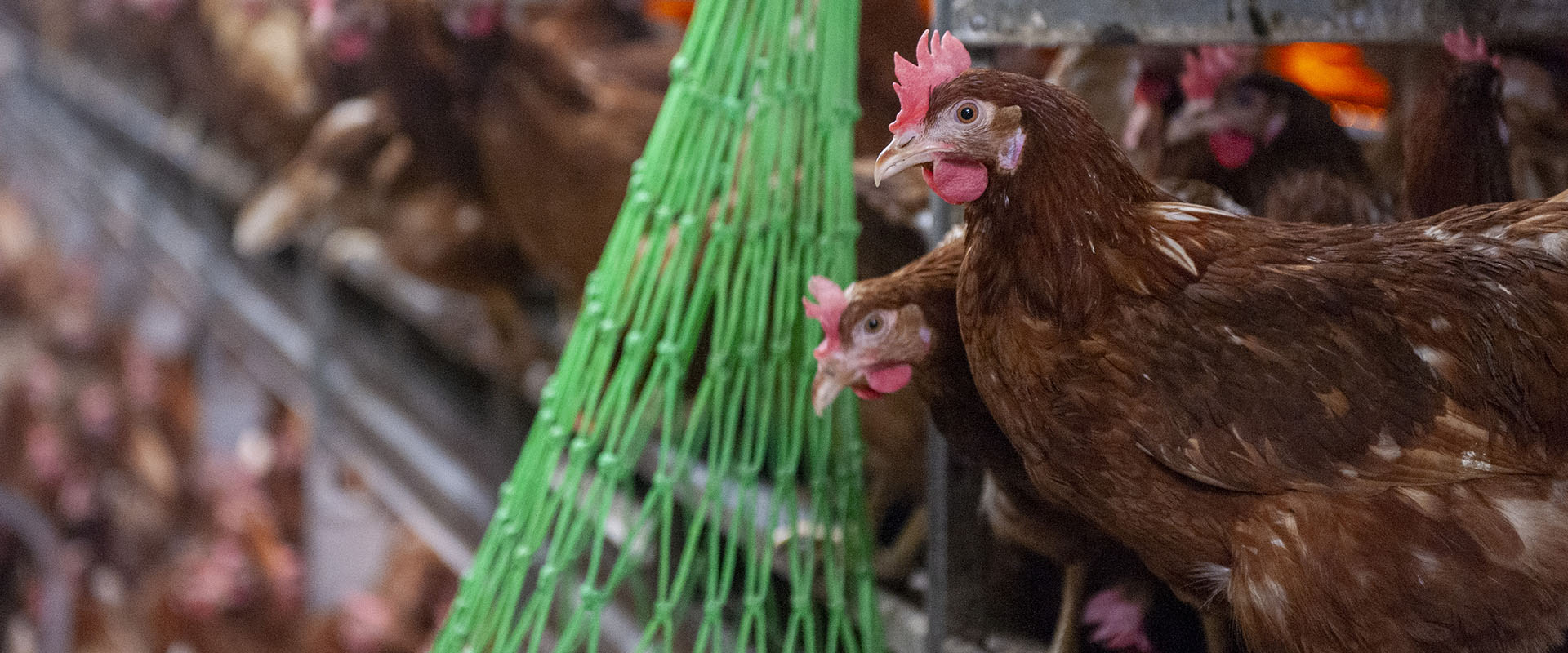 Welkom op de website van Hero Ei | Hero Ei